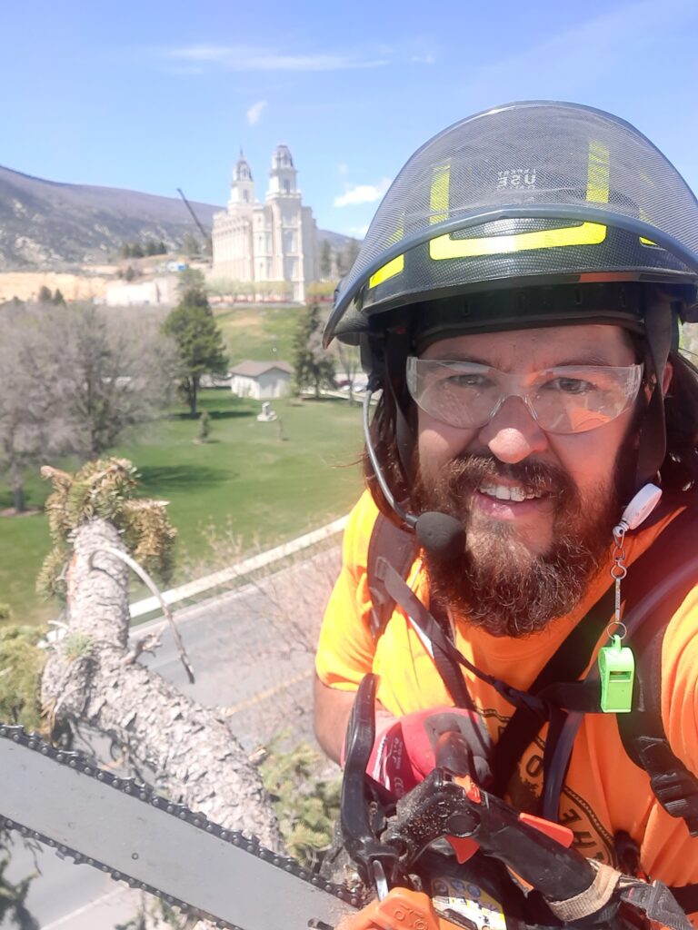 Tree Gallery - Golden Rule Tree Service